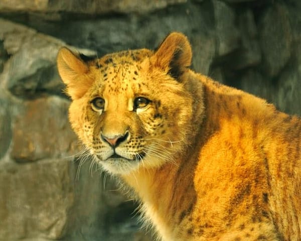 Wild Hybrids: The Fascinating World of Inter-Species Big Cat Breeding