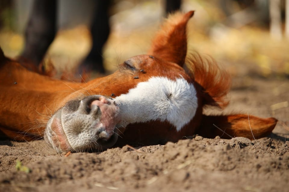 The Dead Horse Theory: Why People Keep Pushing Failing Ideas — and the ...