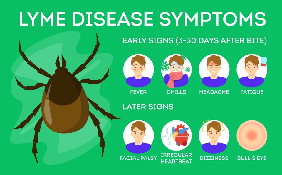 The Lyme Disease Mystery: Untangling the Controversial Link to Plum ...